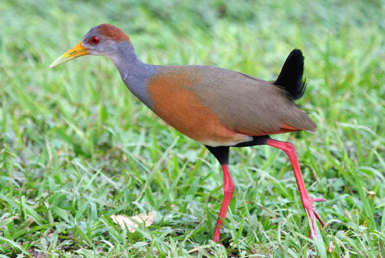 Central America Birds from Tinamous to Doves during Focus On Nature Tours