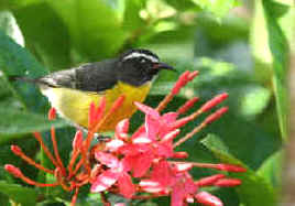 Un papillon dans la cite: La Guadeloupe